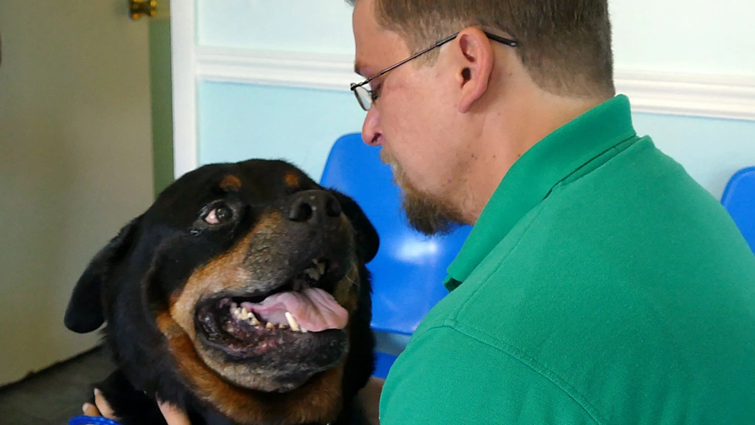 10 pros and cons of owning a Rottweiler