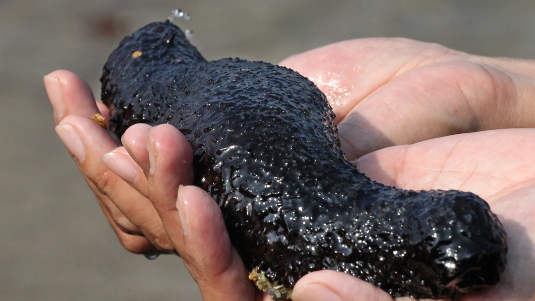 Sea Cucumber Tissues That Live for Years Detached
