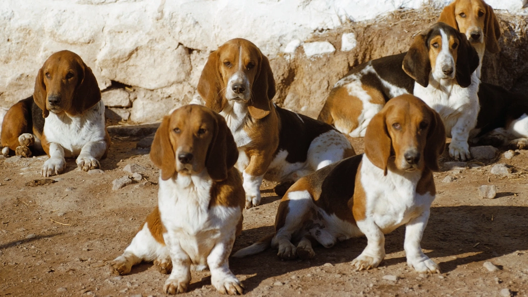 8 gentle dog breeds for families and calm homes