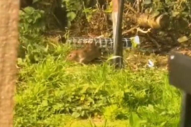 Rat infestation around houses and school caused by woman feeding birds