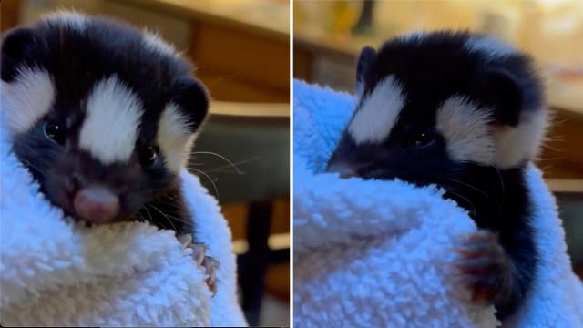 Volunteer pilots fly rare baby skunk 400 miles so she does not have to ...