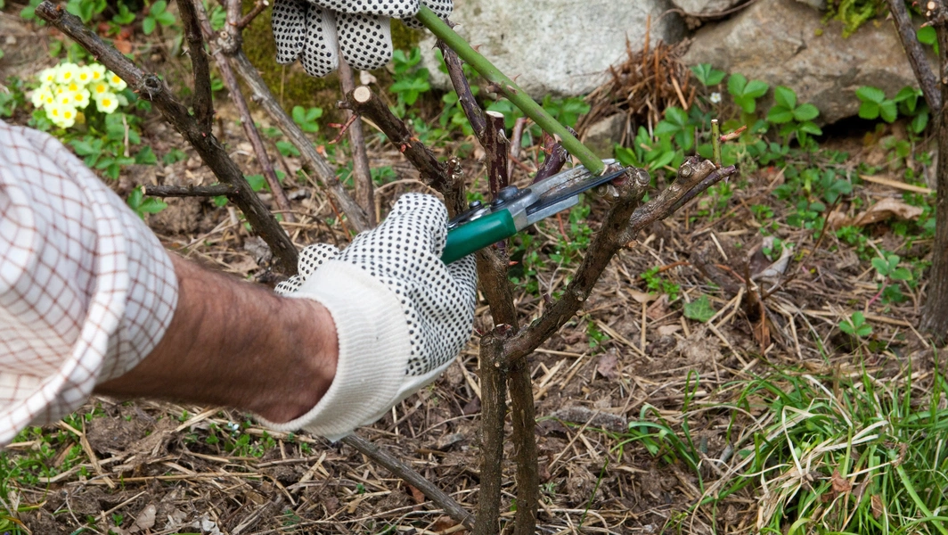 Post-bloom rose care for healthy growth