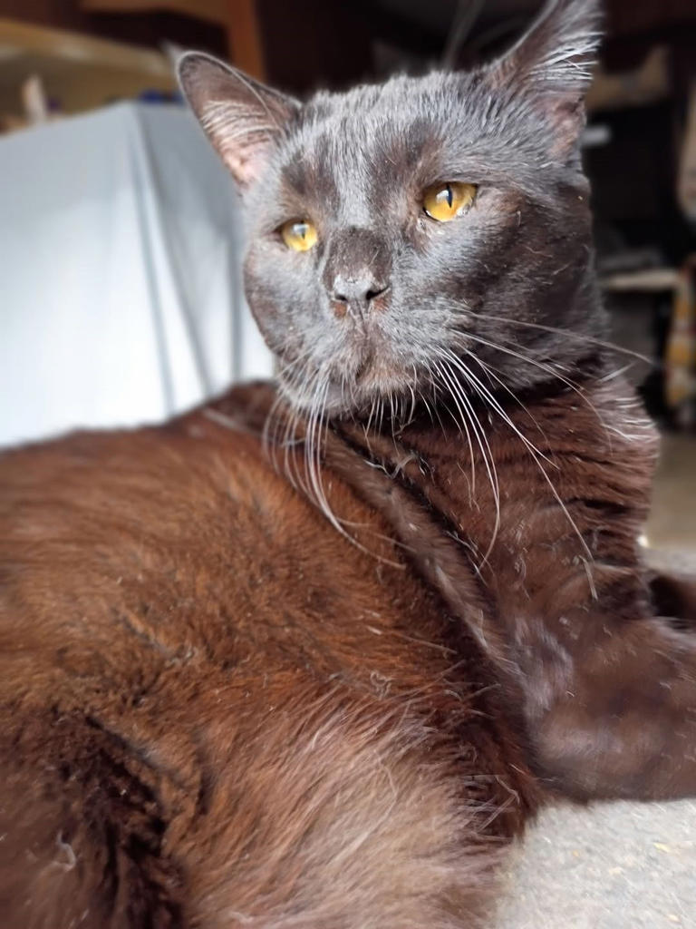 These cats are looking for homes in North Jersey this week
