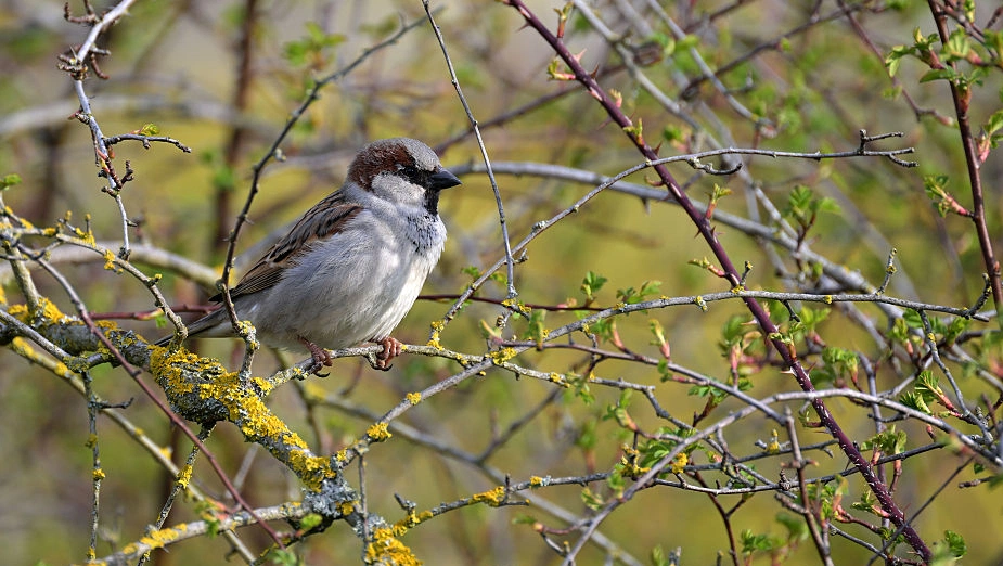Spotting sparrows made simple for backyard birders