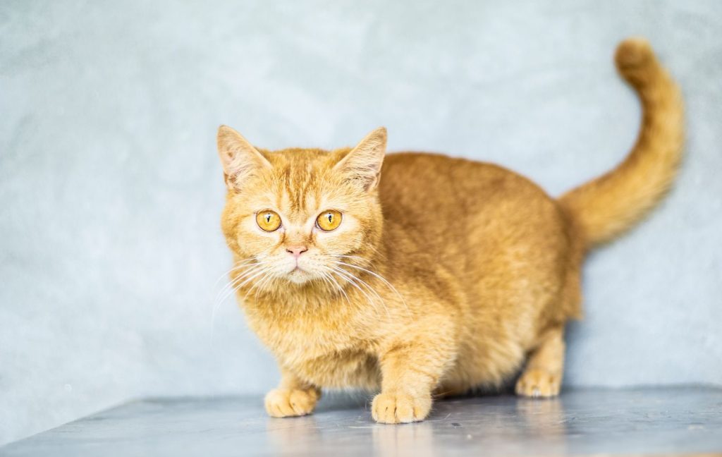 The world’s smallest cat breeds that stay tiny throughout life
