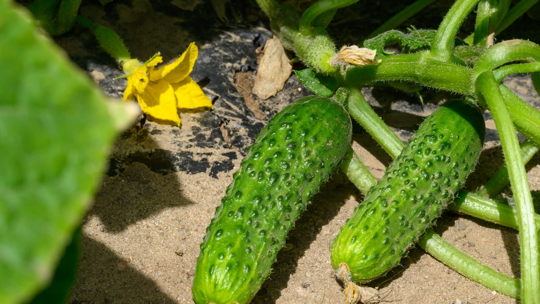 Harvesting and storing cucumbers for maximum yield