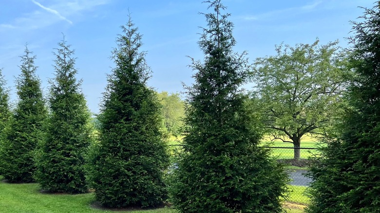 7 fast-growing trees that won't mind a mid-year start