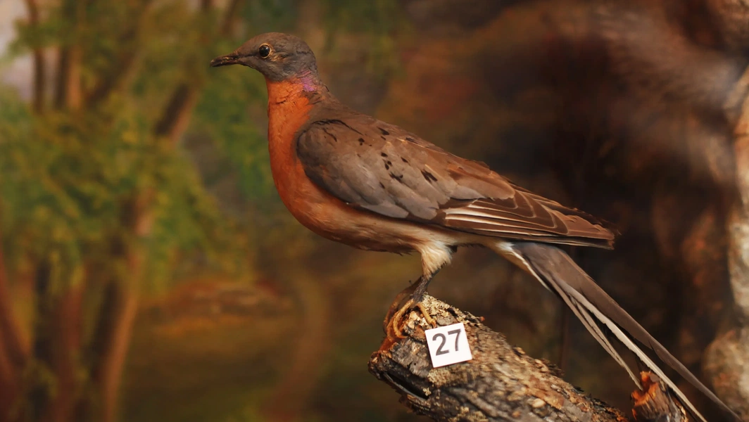 Martha and the extinction of the passenger pigeon