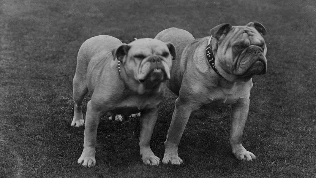 English bulldogs: History, traits, and care