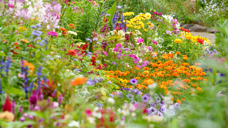 5 beautiful flowers that are almost impossible to kill