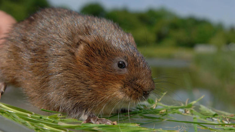 Mink traps set to protect endangered water voles