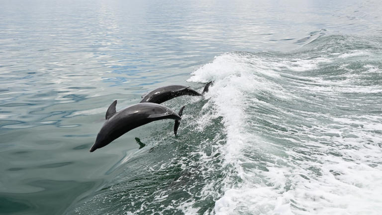 At marine science camp, Pinellas teens get firsthand look at Gulf life