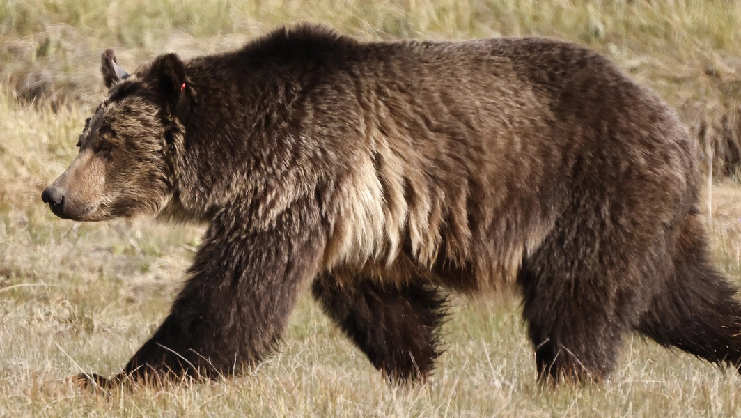 8 dangerous predators of North America