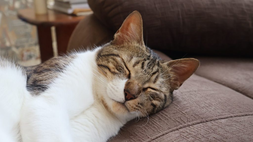 Why your grumpy cat secretly enjoys your affection