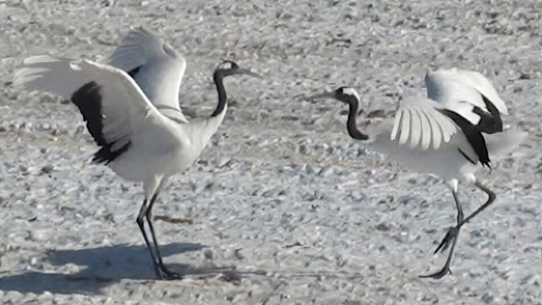 Crane pair dances follow hidden rules, with performances revealing ...
