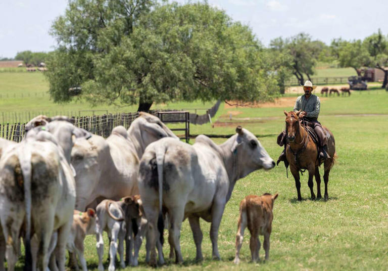 After finding first new case of screwworm, Texas ranchers dusting off a ...