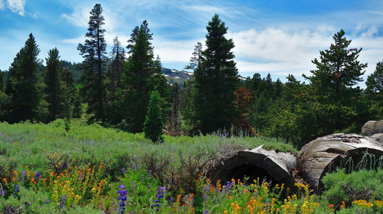 Between the Cascades and the Nevada border is NorCal's mountain getaway ...