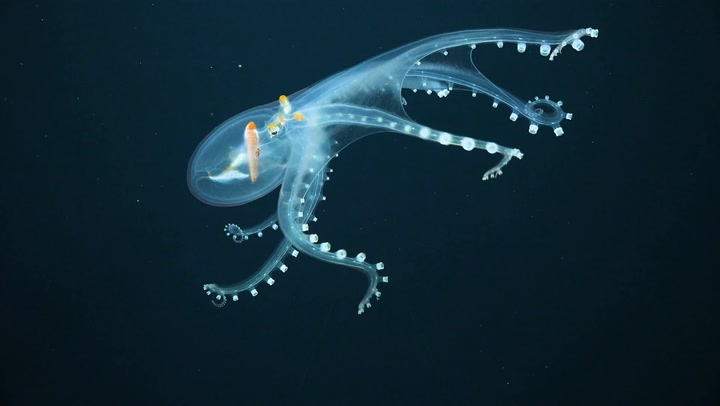 Glass octopus captured in rare footage by underwater robot