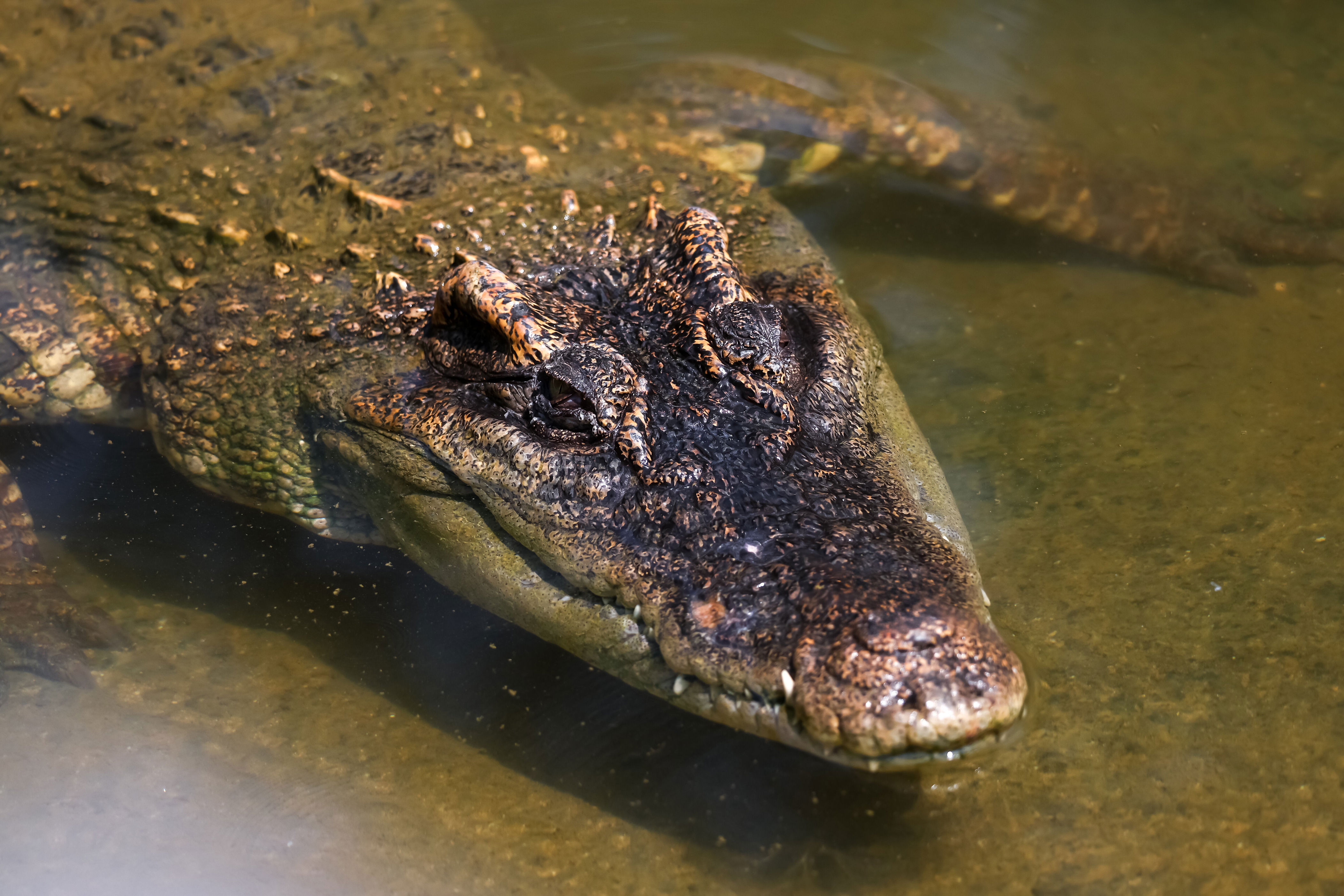 Zookeeper put herself in 'immense danger' to save boy who stranger put ...