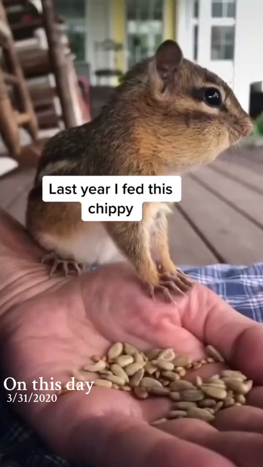 I built a tiny picnic table for my backyard chipmunk