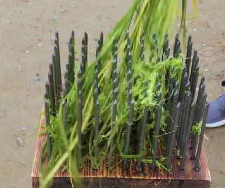 Crafting with nature: Beautiful plant projects you can try