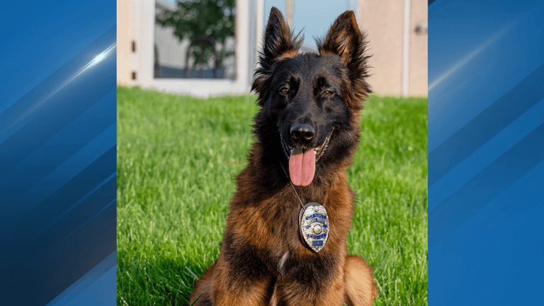 Cedar Rapids police K-9 Riggs to receive protective body armor donation