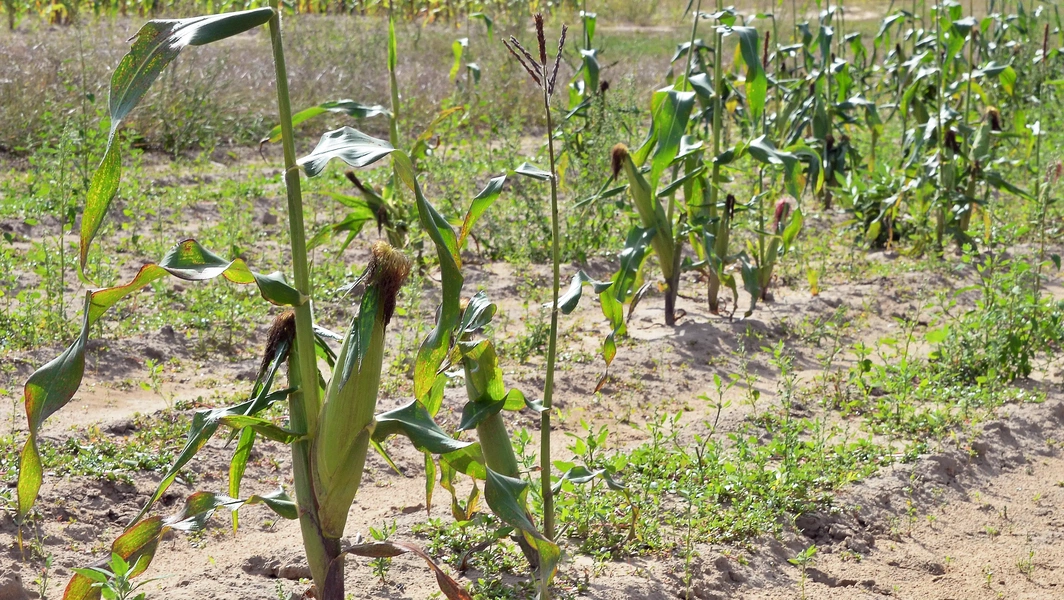Identifying plant-parasitic nematode damage