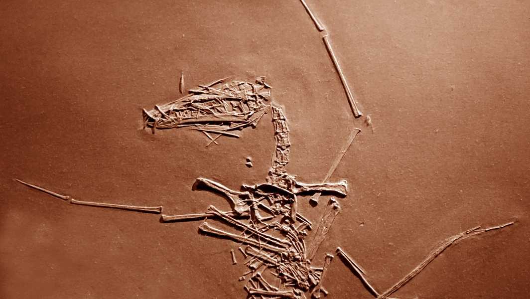 Rare pterosaur fossil yields first molecular evidence of diet