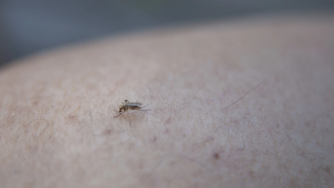 Scientists link mosquito bites to body odor compound and beer