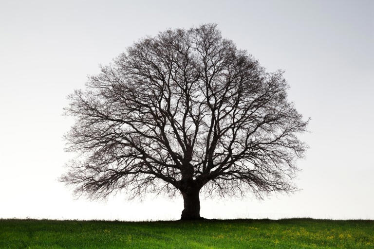 Why dead trees remain a common sight around Missouri