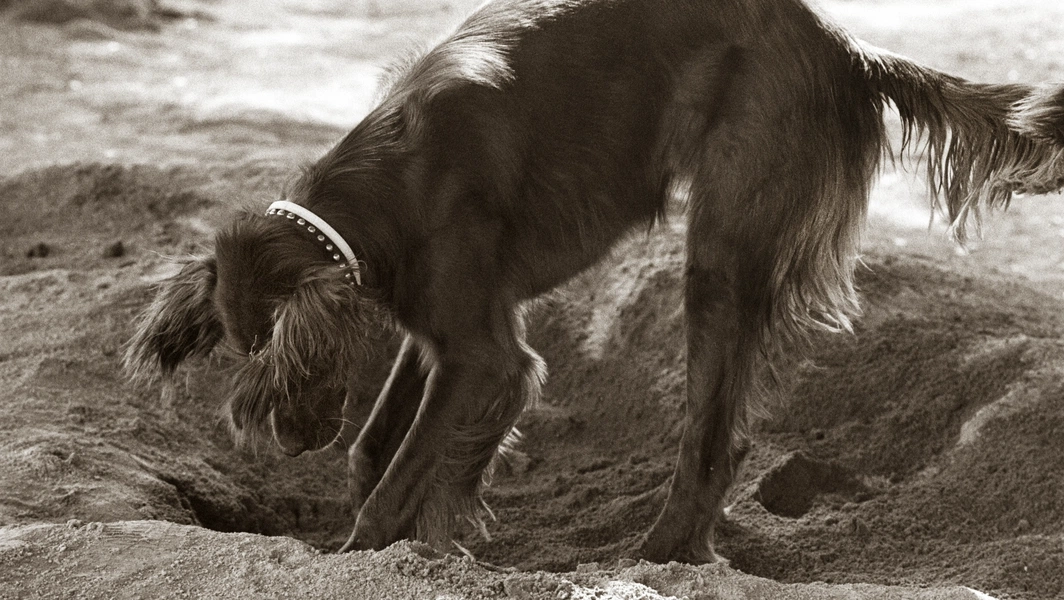 5 signs your dog needs more stimulation