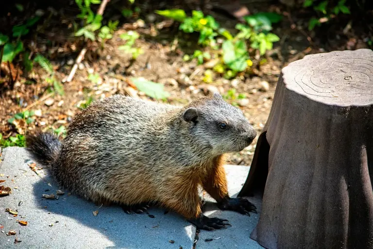 Found a groundhog family under your deck? What you should do next