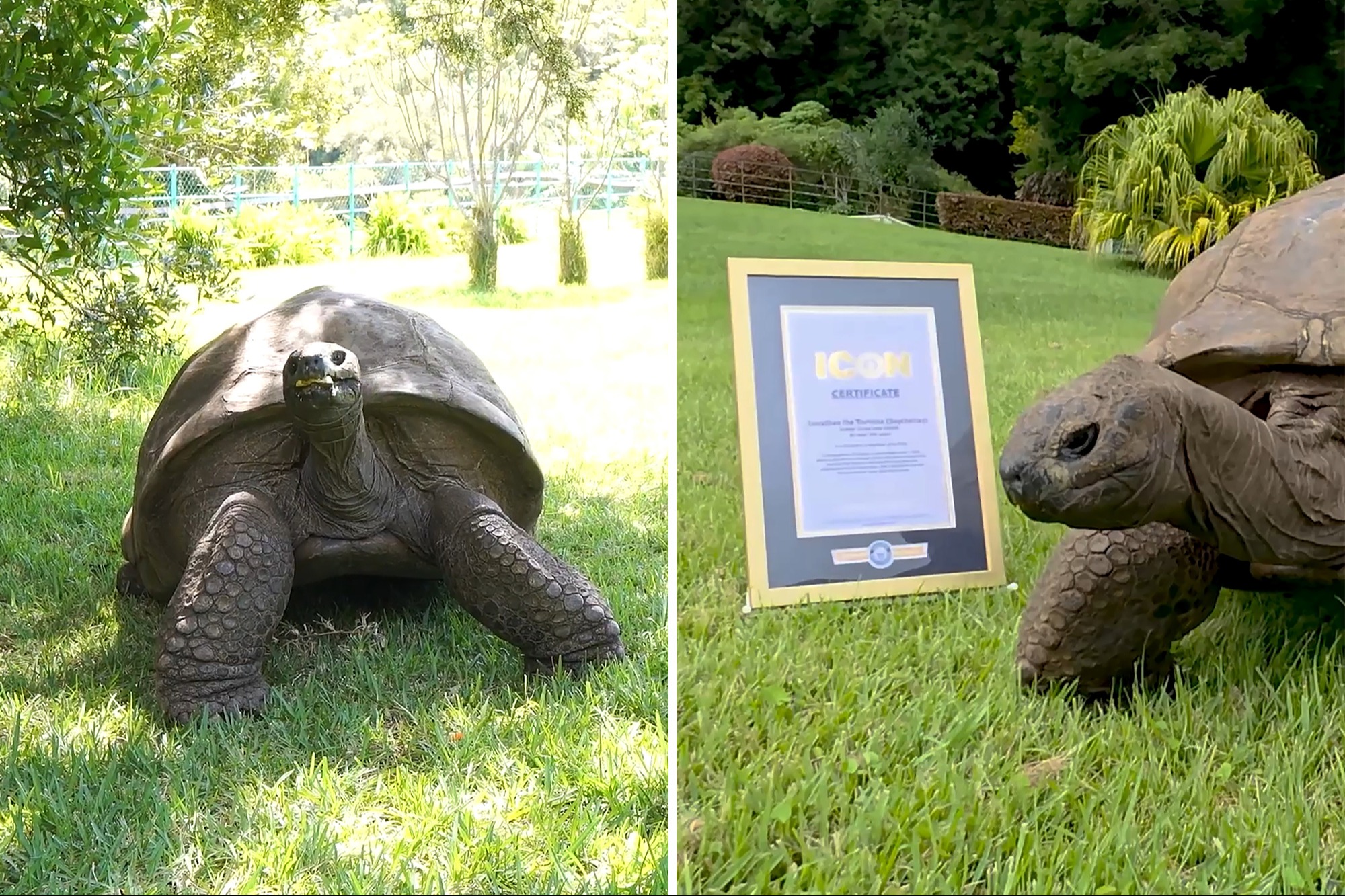 World’s oldest living land animal, a 194-year-old tortoise, honored ...