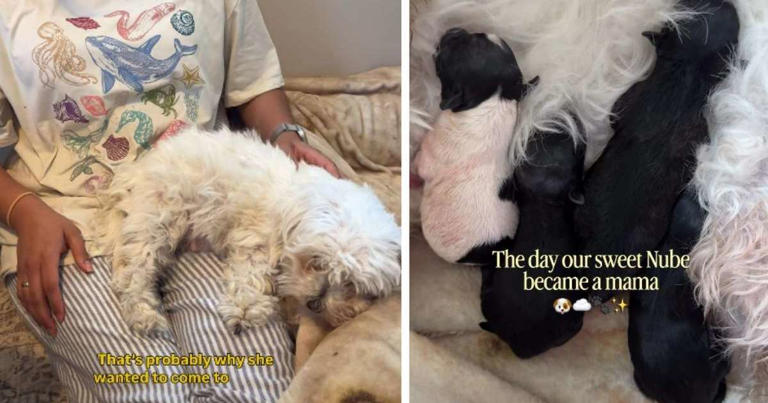 Mama dog finds comfort in human mom all throughout childbirth