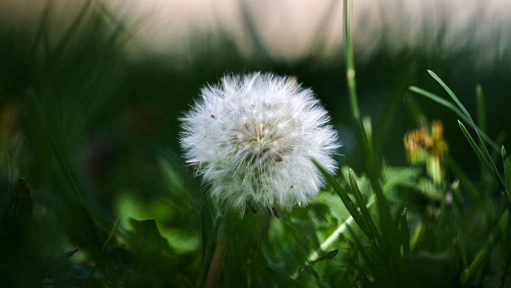 Effective strategies for long-term dandelion control