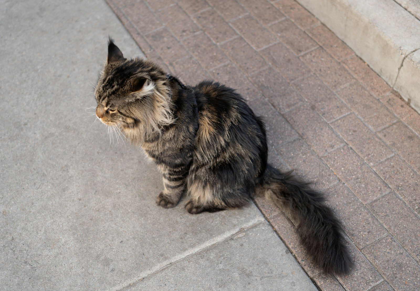 Why does a mother cat stop her runaway kitten?