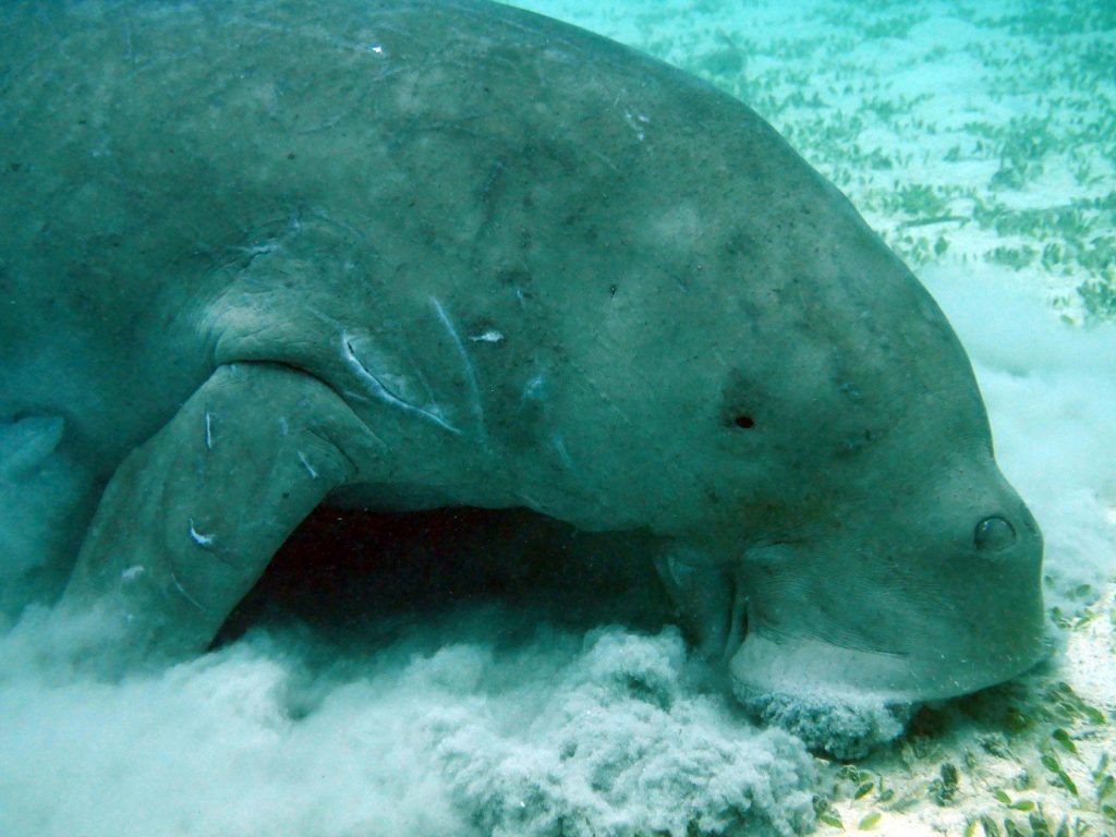 The real animals behind mythical creatures revealed by nature