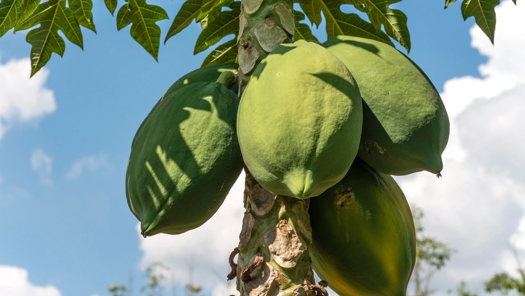 15 trees and shrubs with edible delights