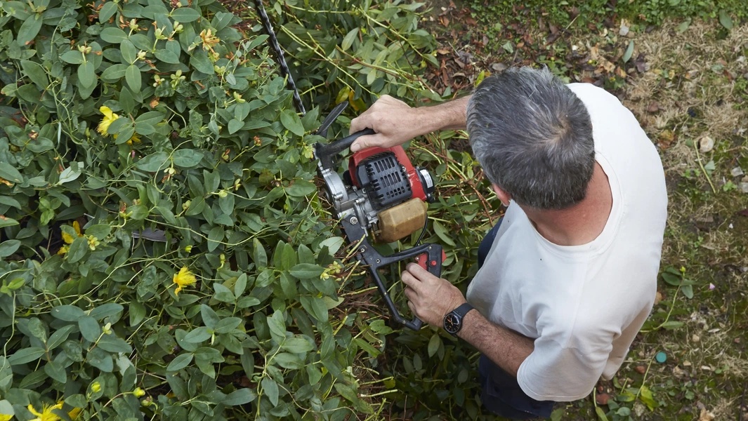 26 benefits of regular hedge trimming