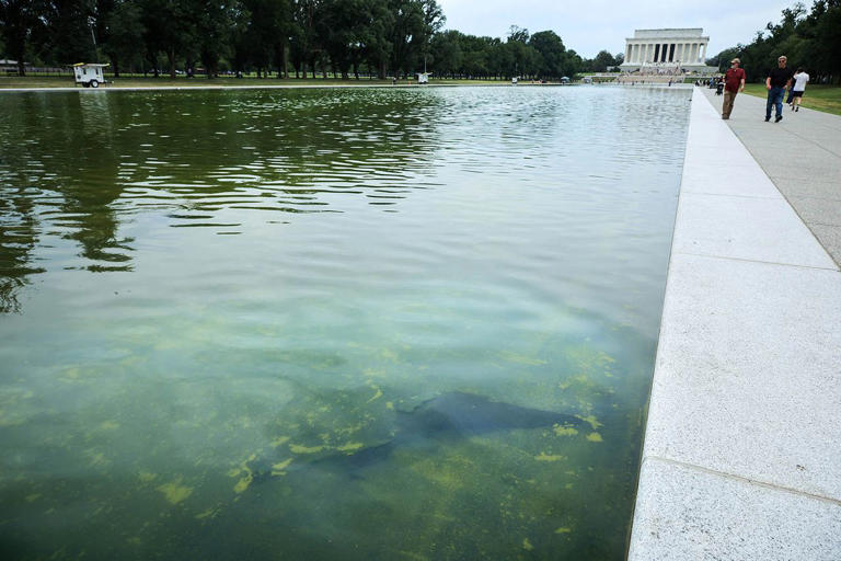 Former Olympian David Hearn arrested for touching the Reflecting Pool ...