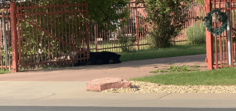 Two black bears hang out on west side Colorado Springs' driveway