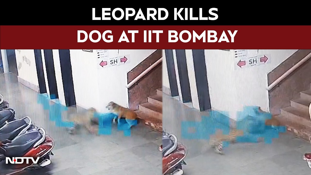 Leopard kills dog at IIT Bombay, CCTV footage sparks fear among residents