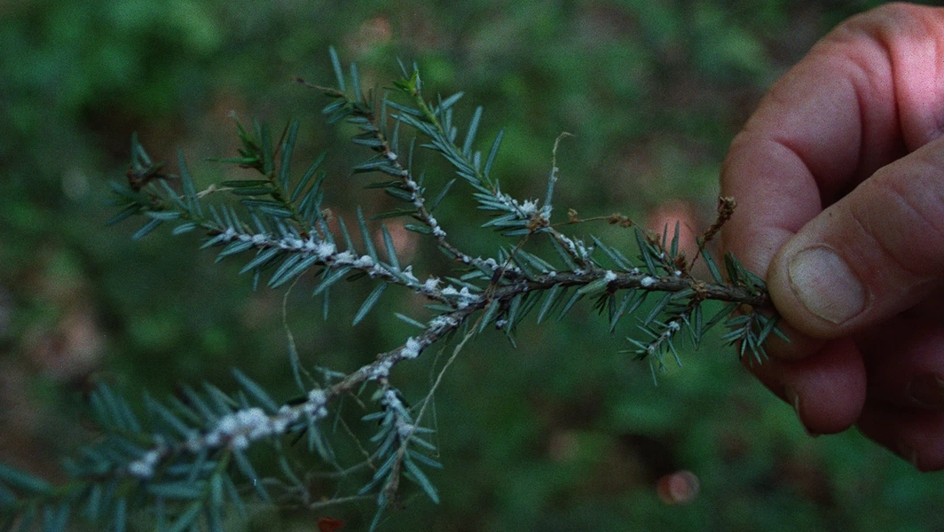 7 trees protected by laws or conservation efforts