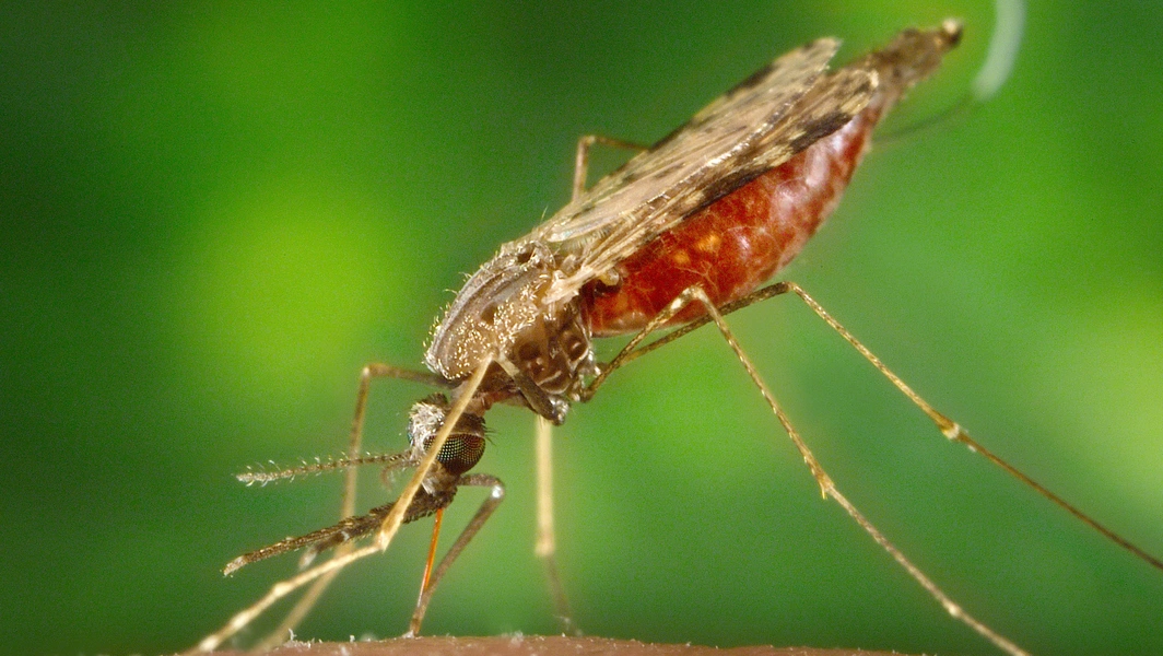 Scientists link mosquito bites to body odor compound and beer