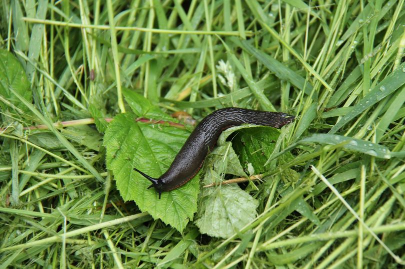 Gardeners urged to keep slugs away this summer using natural deterrent ...