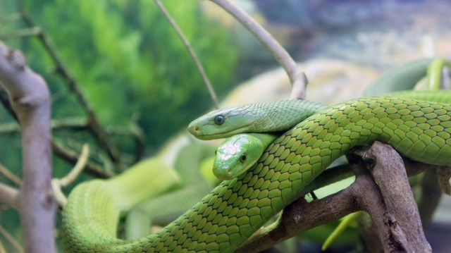 Chicago's smooth green snakes were already fading, then scientists ...