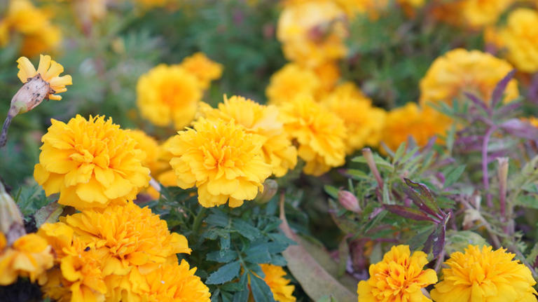 Marigolds vs. wasps: Old wives' tale or effective deterrent?