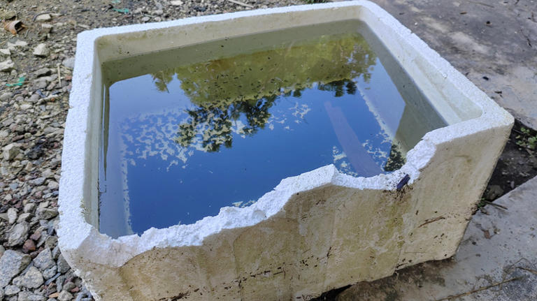 How to kill mosquito larvae in standing water with household products