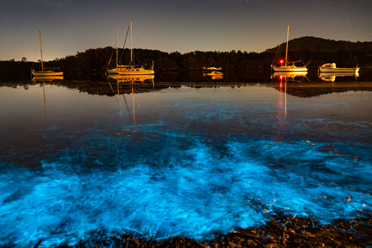 Electric-blue waves light up WA beaches. Find best spots to see ...