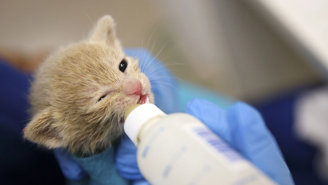 Kitten care from birth to adulthood